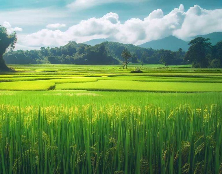 The Main Types of Rice in Thailand